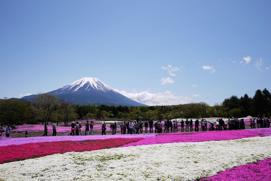 Fuji Shibazakura Matsuri – Japón Entre Amigos